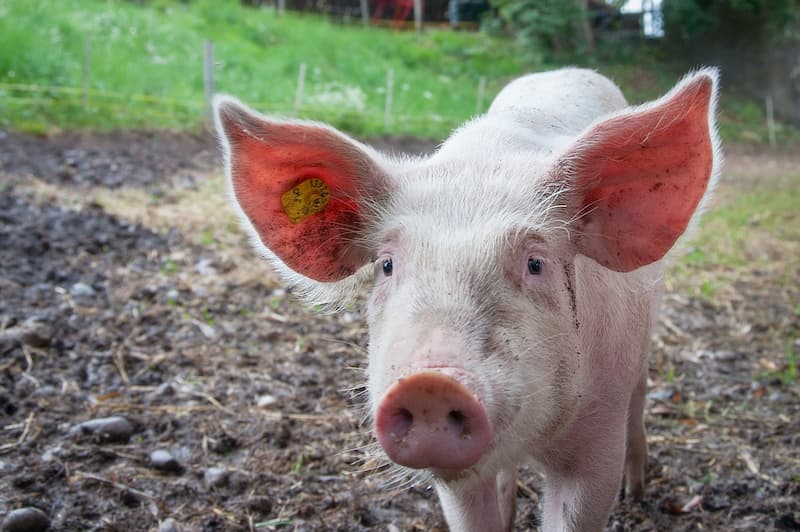 African Swine Fever Information and Activities | STEM Agricultural ...